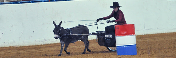 Can Mini Donkeys Pull A Cart - Can Miniatures Be Trained To Drive ...