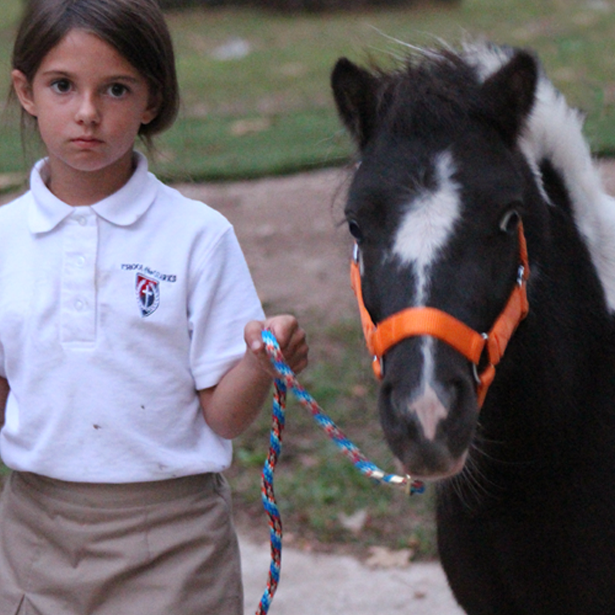 Miniature Horse Halter - HalterUp