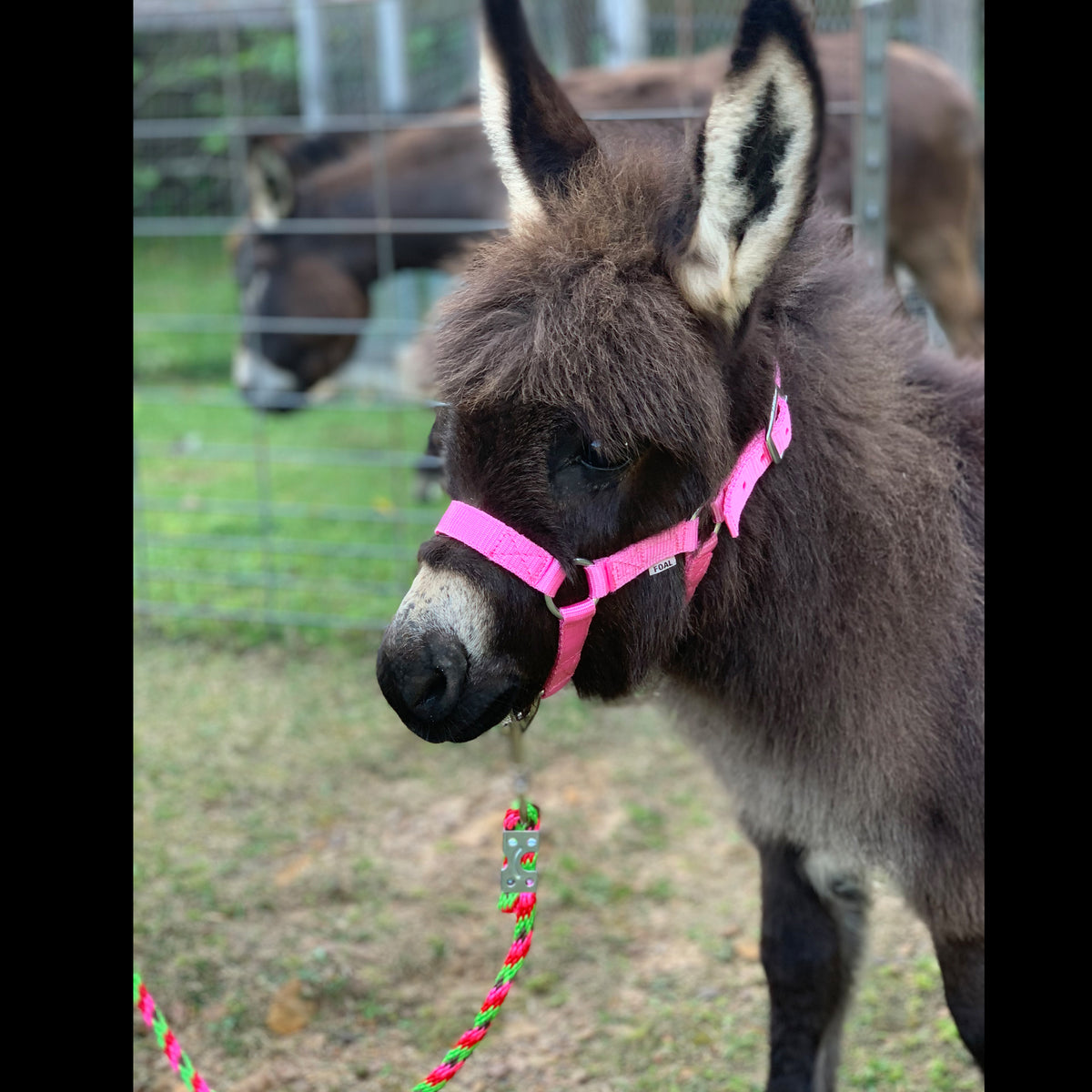 Miniature Donkey Halter - HalterUp